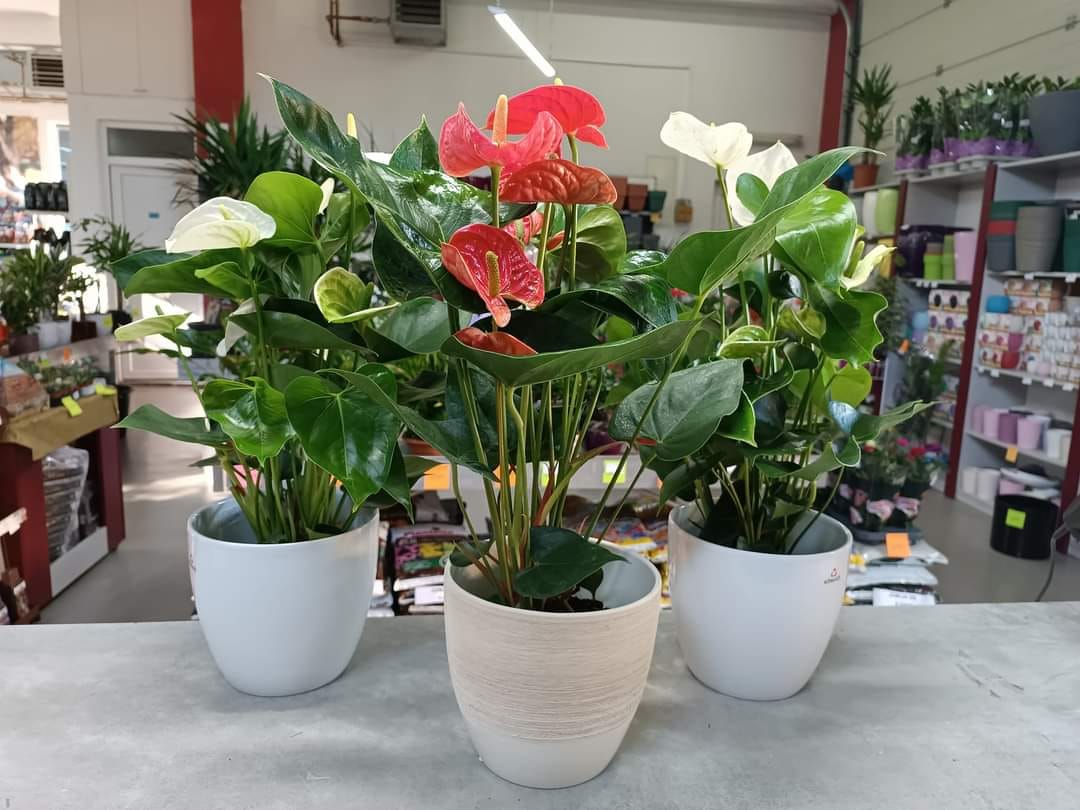 Anthurium, Flamingo cvijet, Titov cvijet